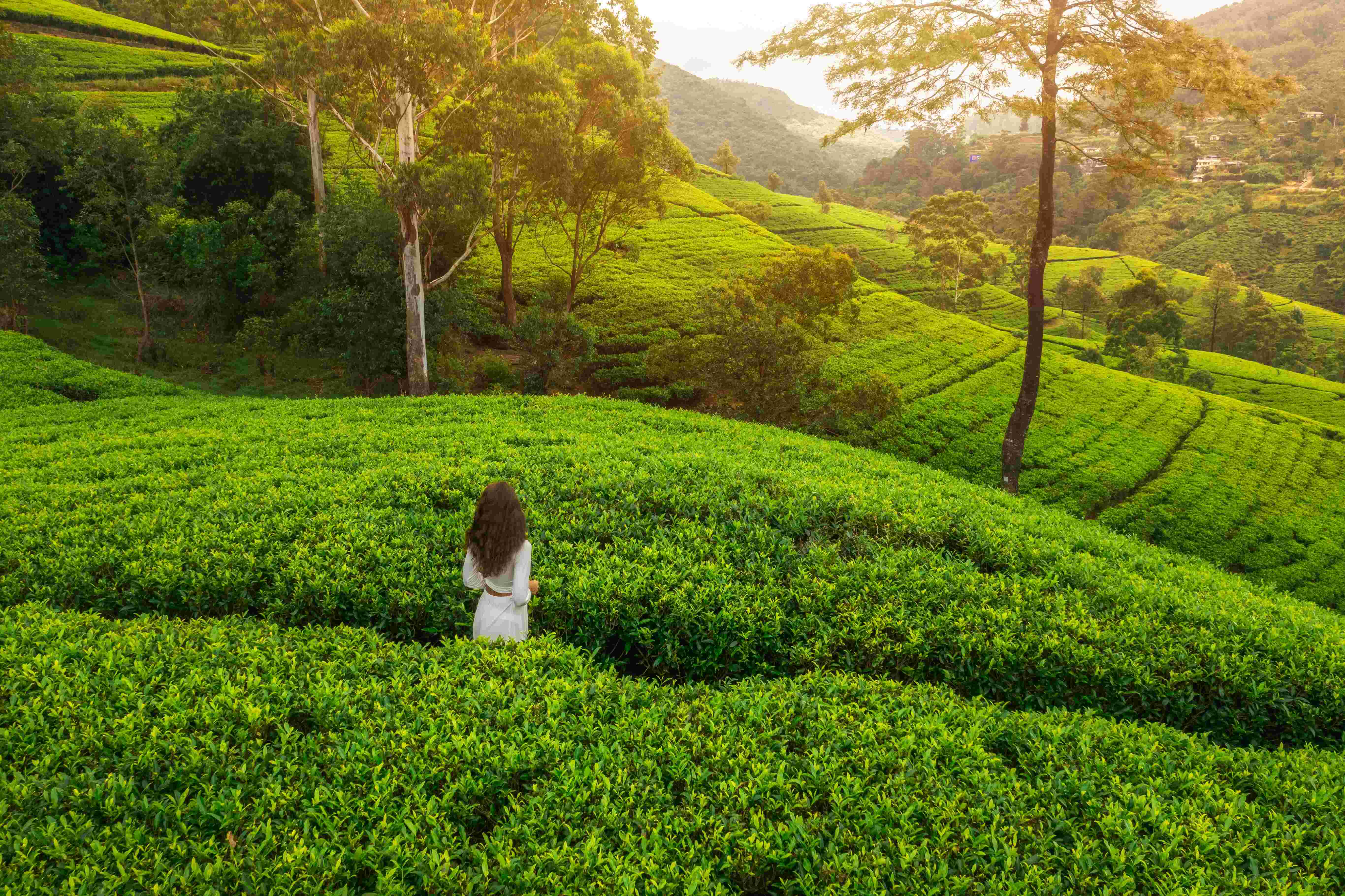 Sri Lanka Tour Packages | Explore with Kangaroo Cabs